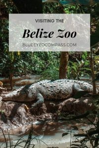 Visiting the Belize Zoo – Blue Eyed Compass