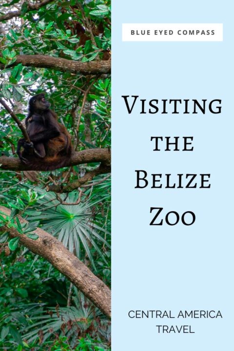Visiting the Belize Zoo – Blue Eyed Compass